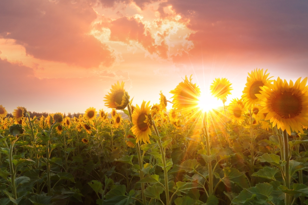 It Never Hurts to Keep Looking for Sunshine - Deb Sofield